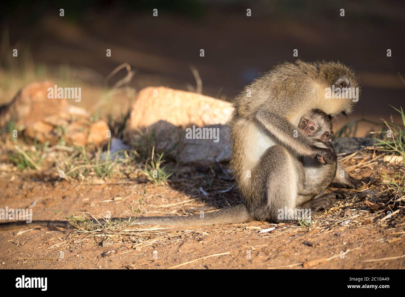 Cute monkey baby watching hi-res stock photography and images - Alamy