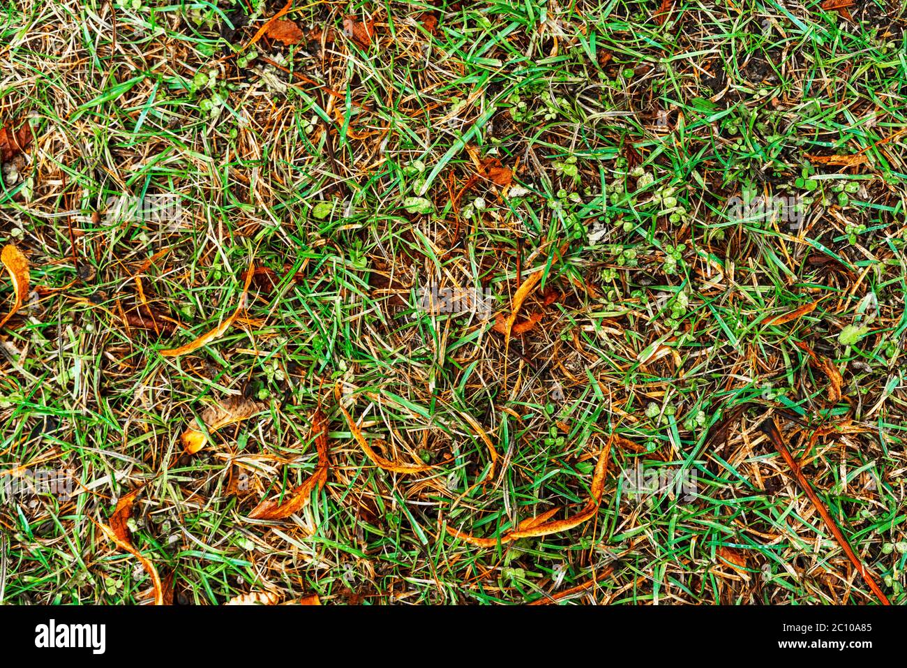 Green grass texture for background. Green and yellow pattern of autumn ...
