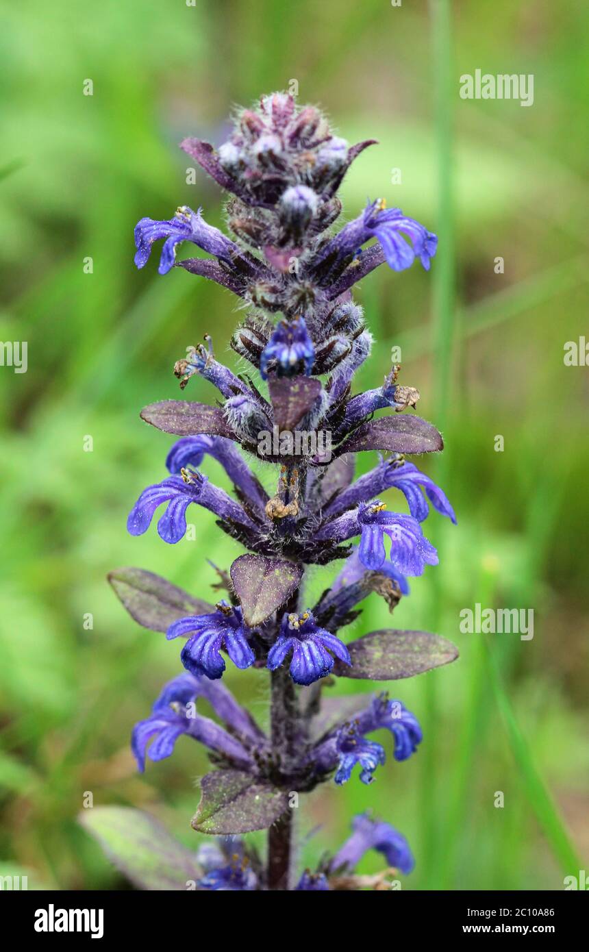 Ajuga reptans plant growing in the forest Stock Photo - Alamy