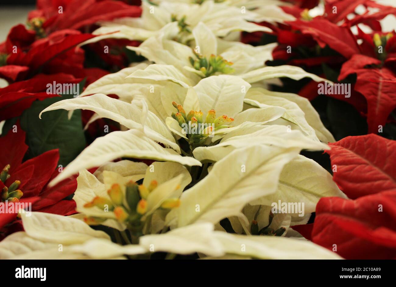 Poinsettia plants with red and white flowers hi-res stock photography ...