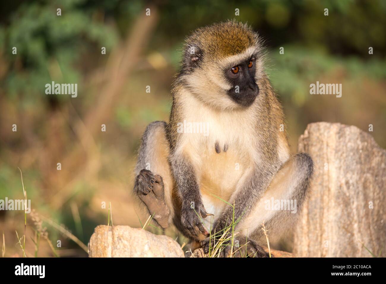 The monkey sits and looks around Stock Photo - Alamy