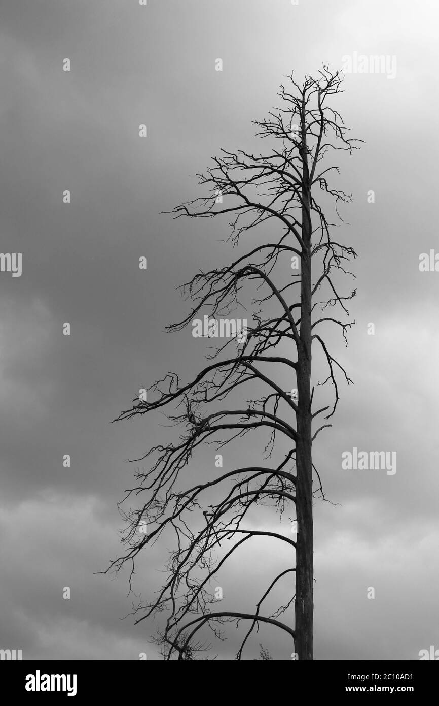 Old dead tree, black and white Stock Photo - Alamy