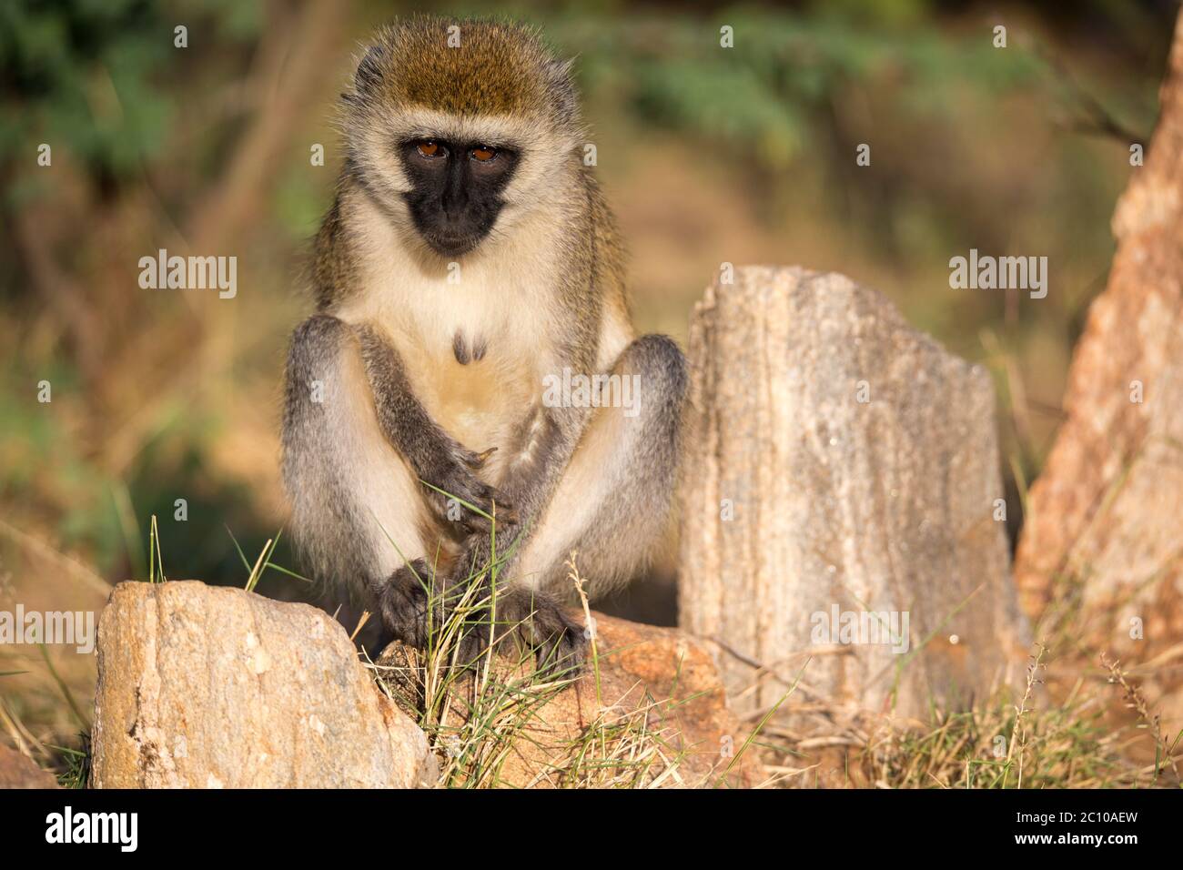 The monkey sits and looks around Stock Photo - Alamy