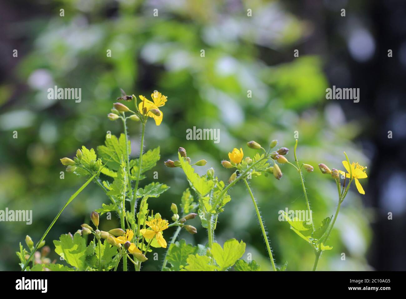 Celandine growing hi-res stock photography and images - Alamy