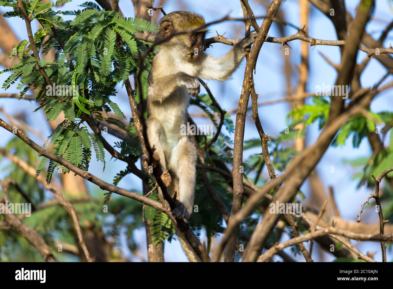 One monkey sits on the branch of a tree Stock Photo - Alamy