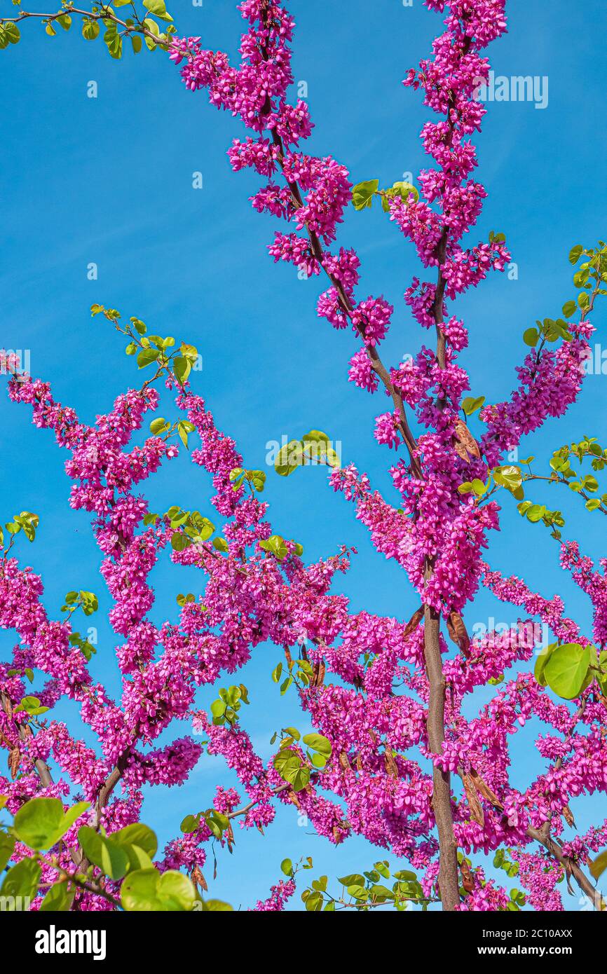 Pink flowers blossom of Eastern Redbud small decorative tree aka ...