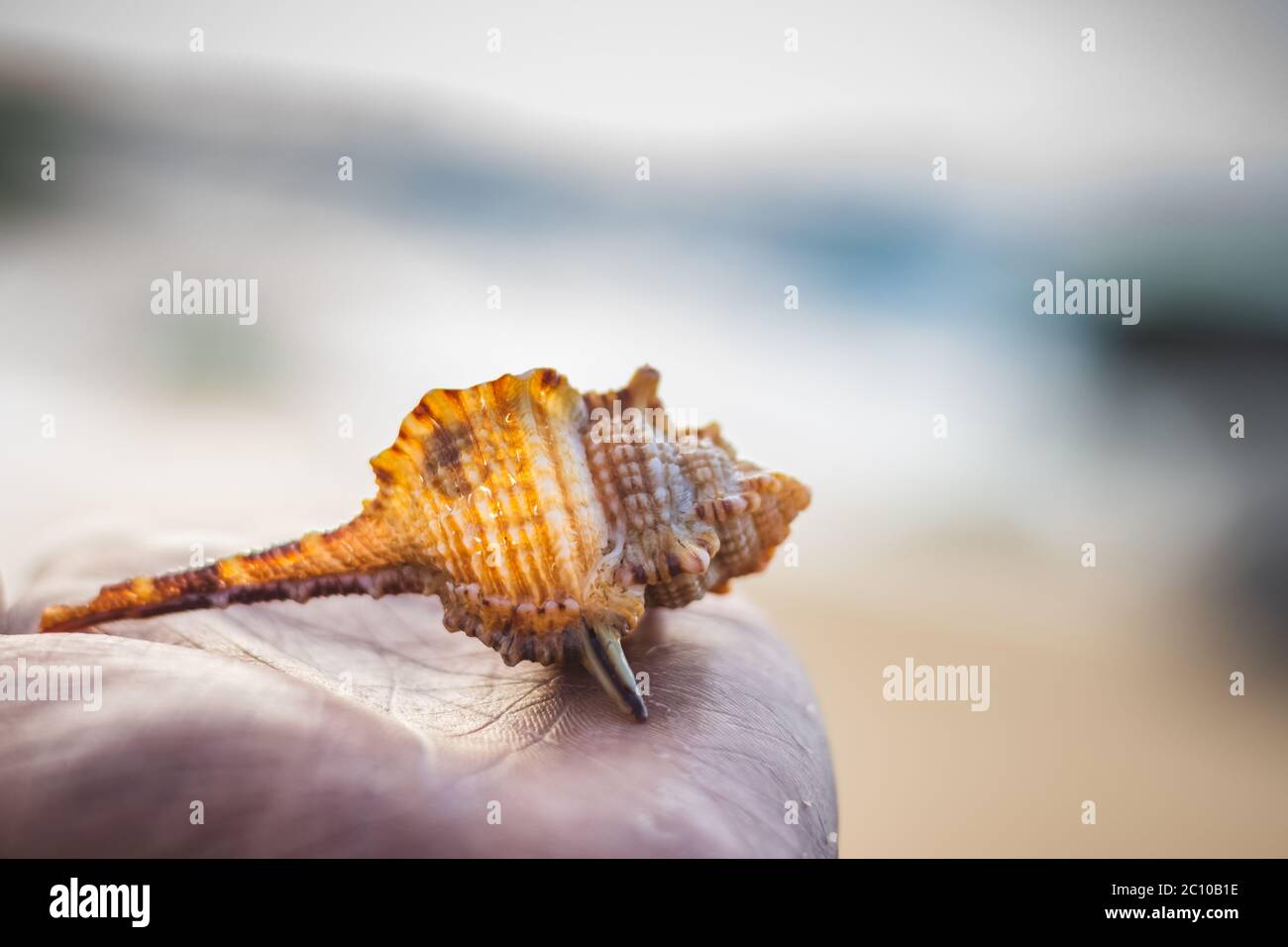 Nautilus shell in sea wave hi-res stock photography and images - Alamy
