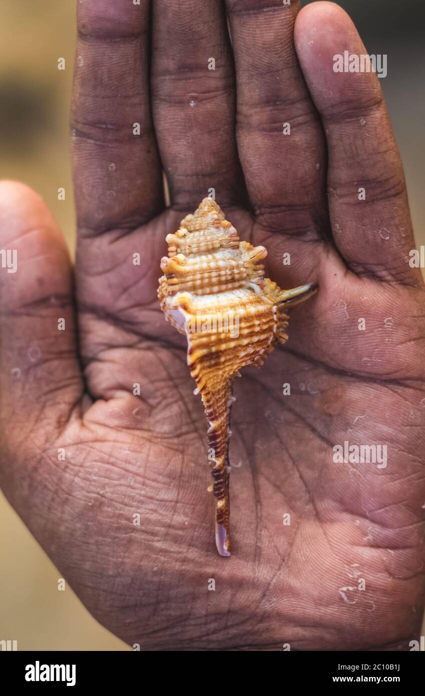 Seashell in the human hand on the background of beach and sea ...
