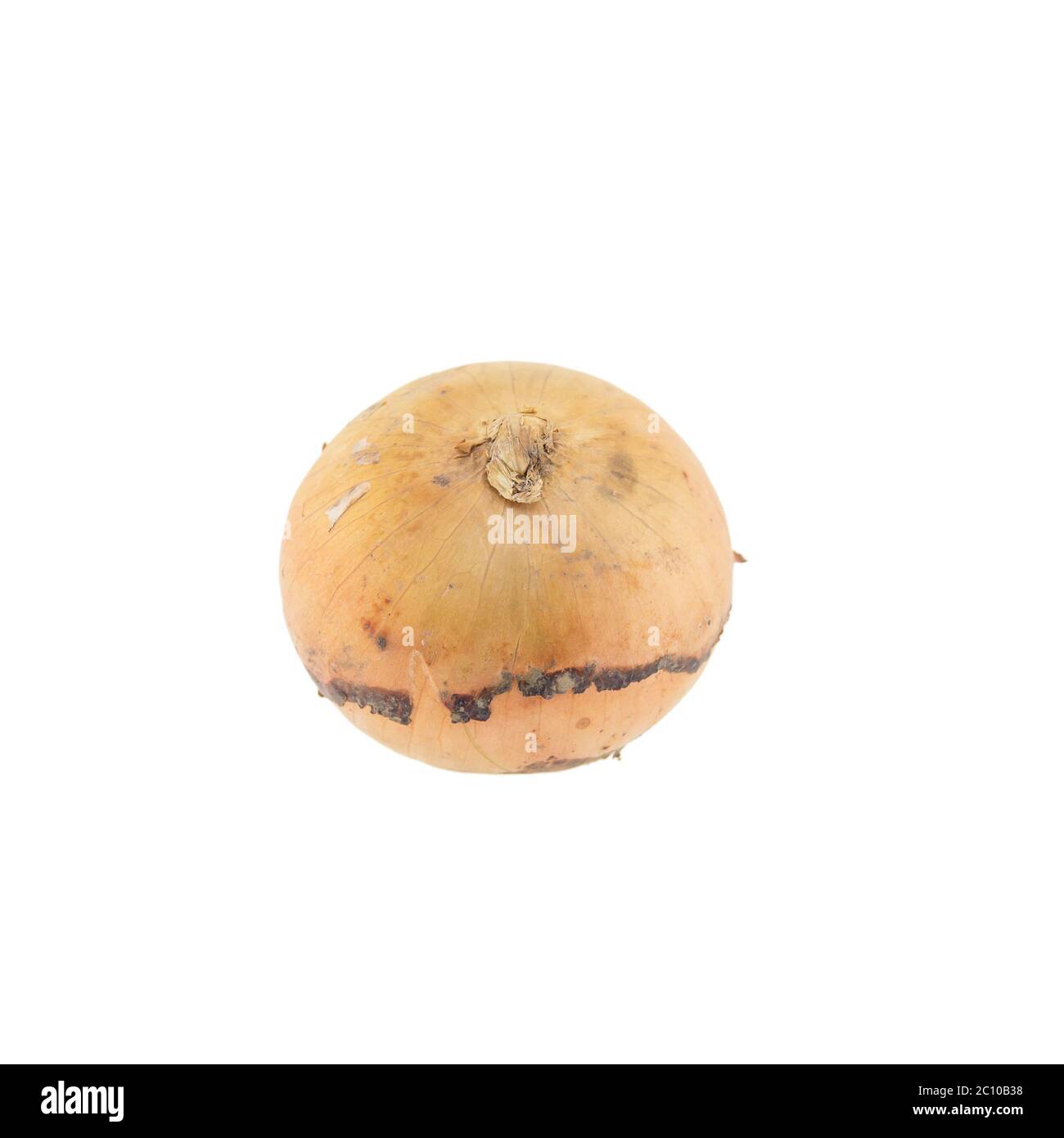 Onion isolated on white background Stock Photo - Alamy