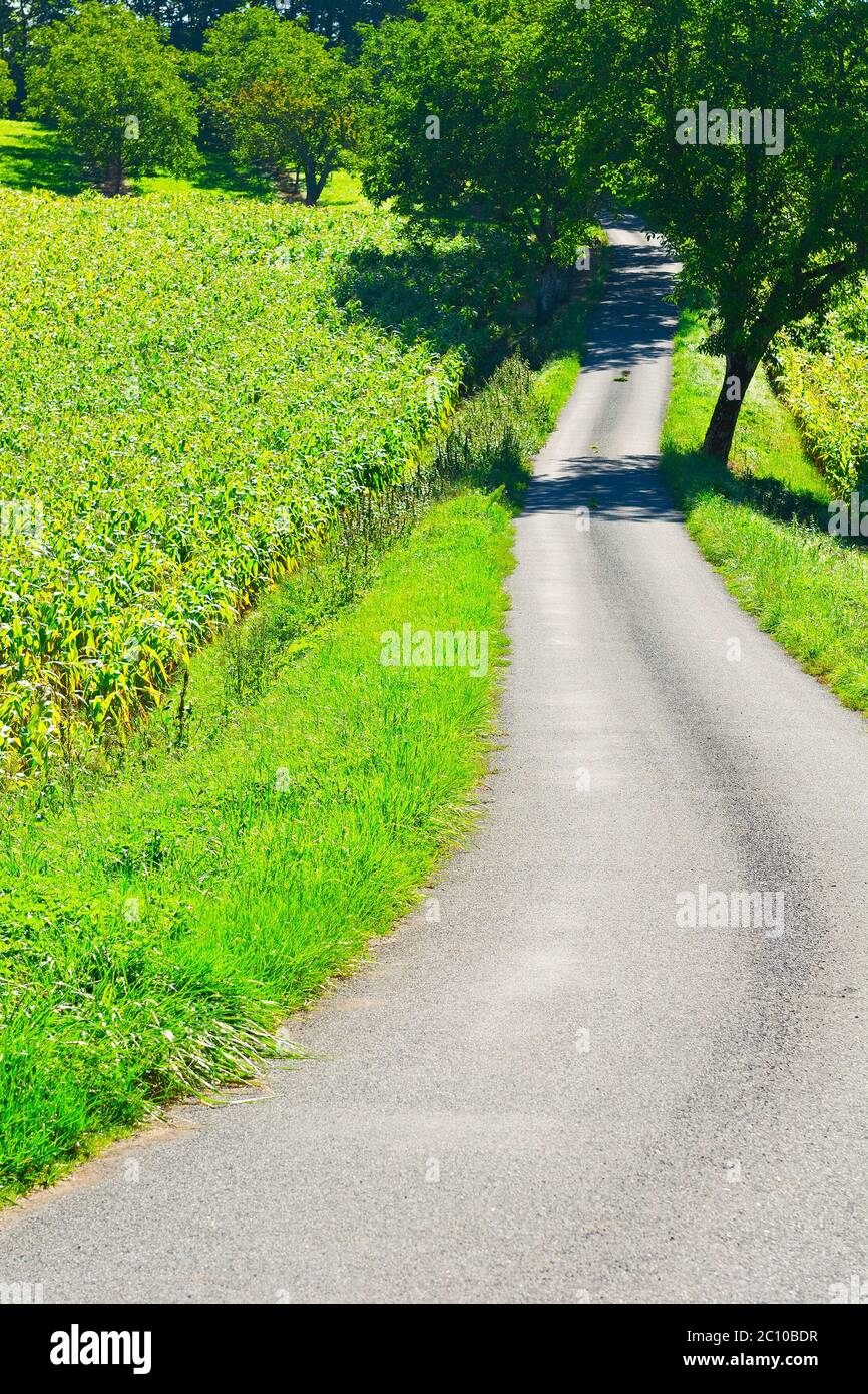Corn in France Stock Photo - Alamy