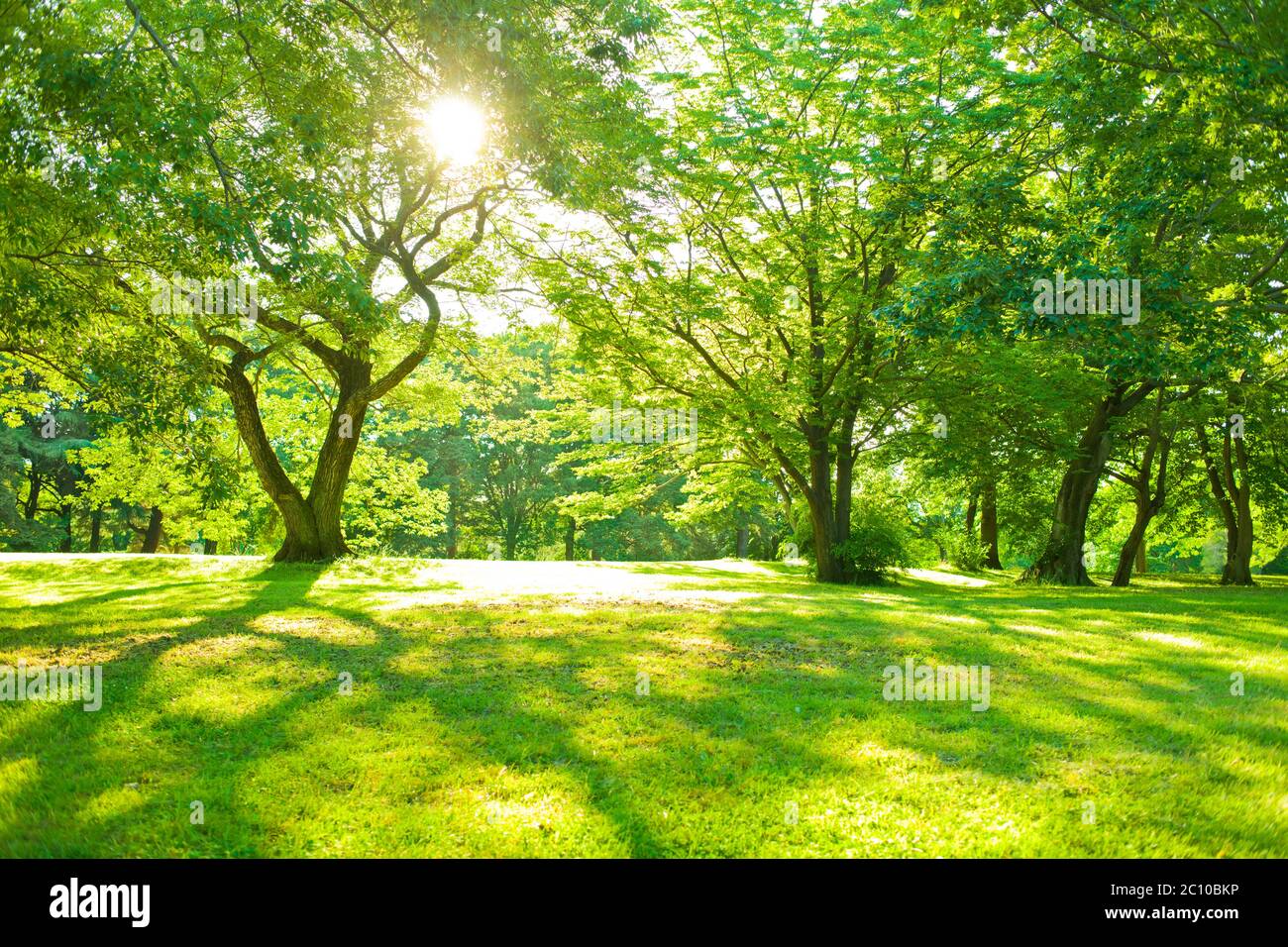 Sunshine garden hi-res stock photography and images - Alamy