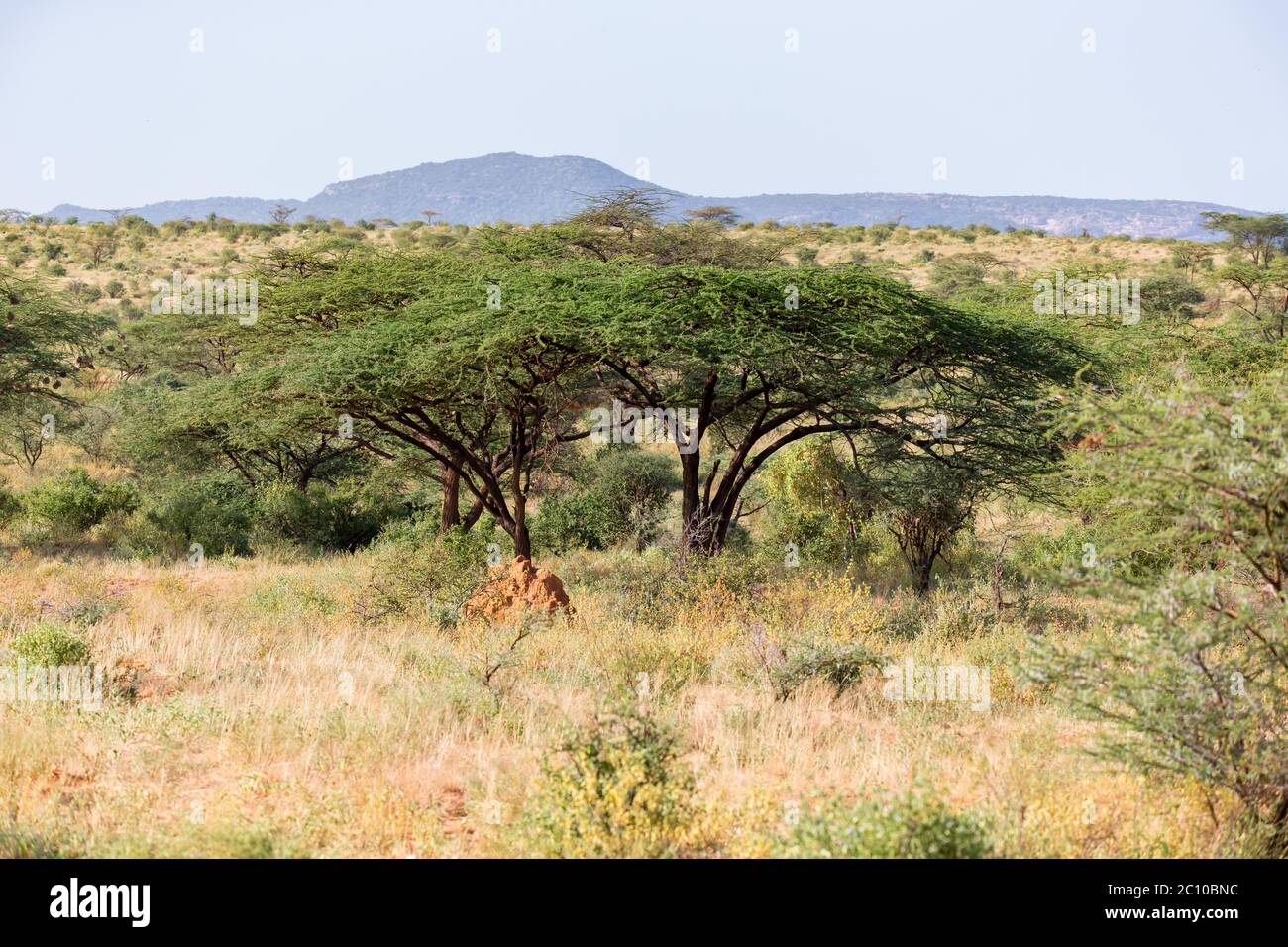 A big tree in the middle of the Kenyan savanna Stock Photo - Alamy
