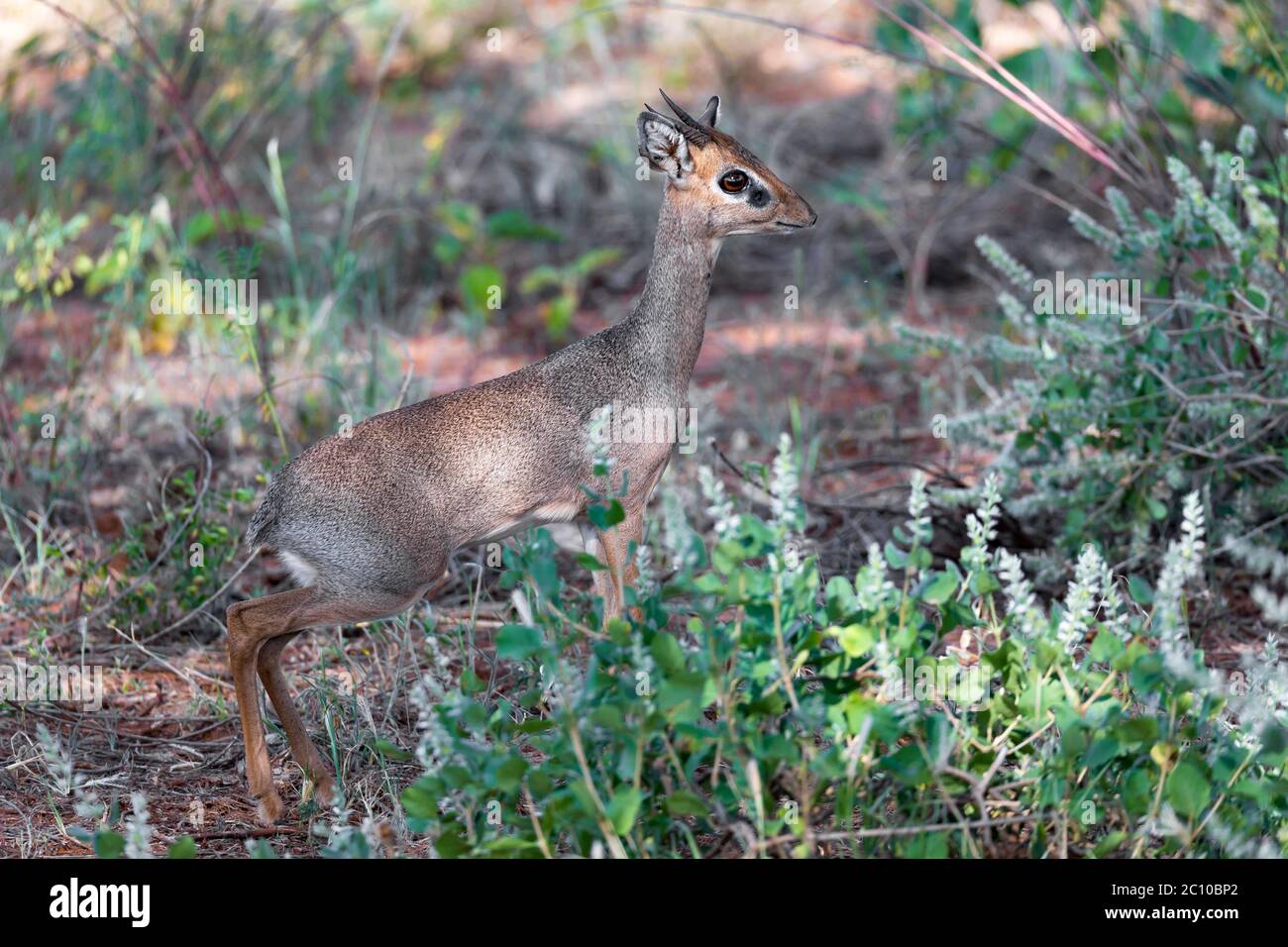Small east african antelopes hi-res stock photography and images - Alamy