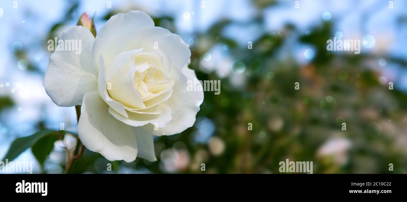 White rose in the garden hi-res stock photography and images - Alamy