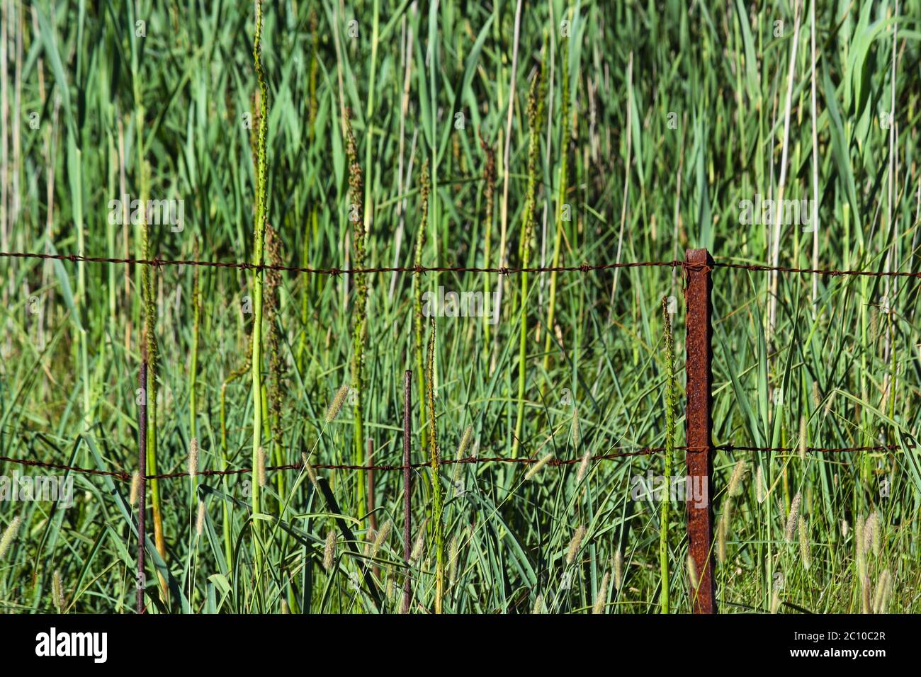 Marsh reeds hi-res stock photography and images - Alamy