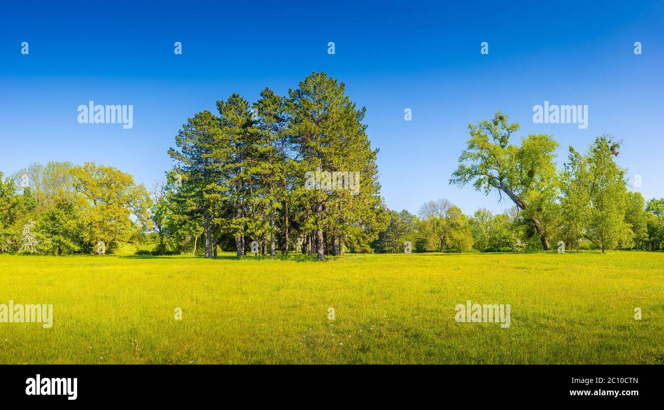 Panoramic over forests in the central city park in downtown of Magdeburg at late Spring, Germany ...