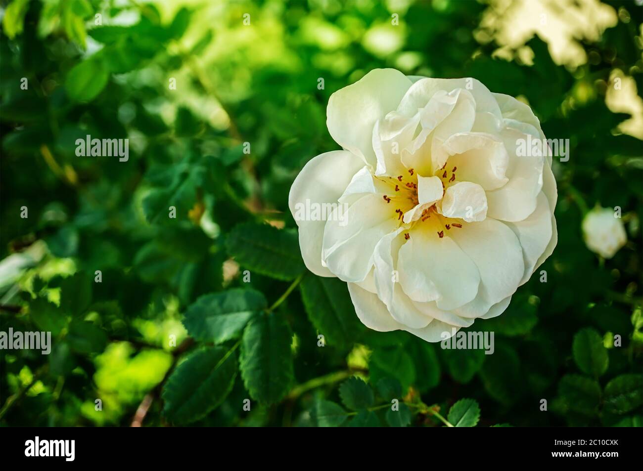 flowers white wild rose on a beautiful green background. Selective ...