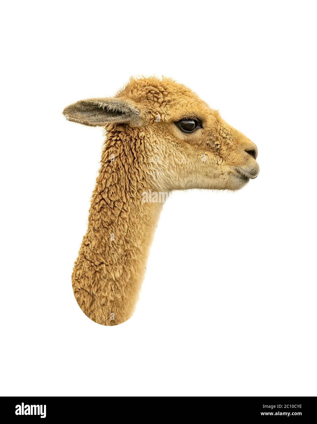 Altiplano wildlife Cut Out Stock Images & Pictures - Alamy