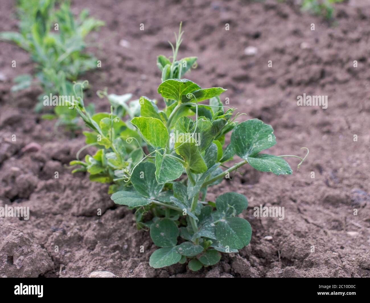 Pisum sativum, pea plant seeds in the garden Stock Photo - Alamy