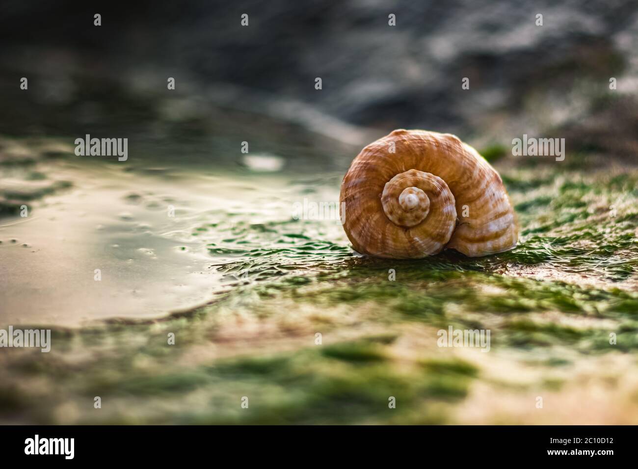 Big seashell on the sand on the beach with water sea grasses in the ...