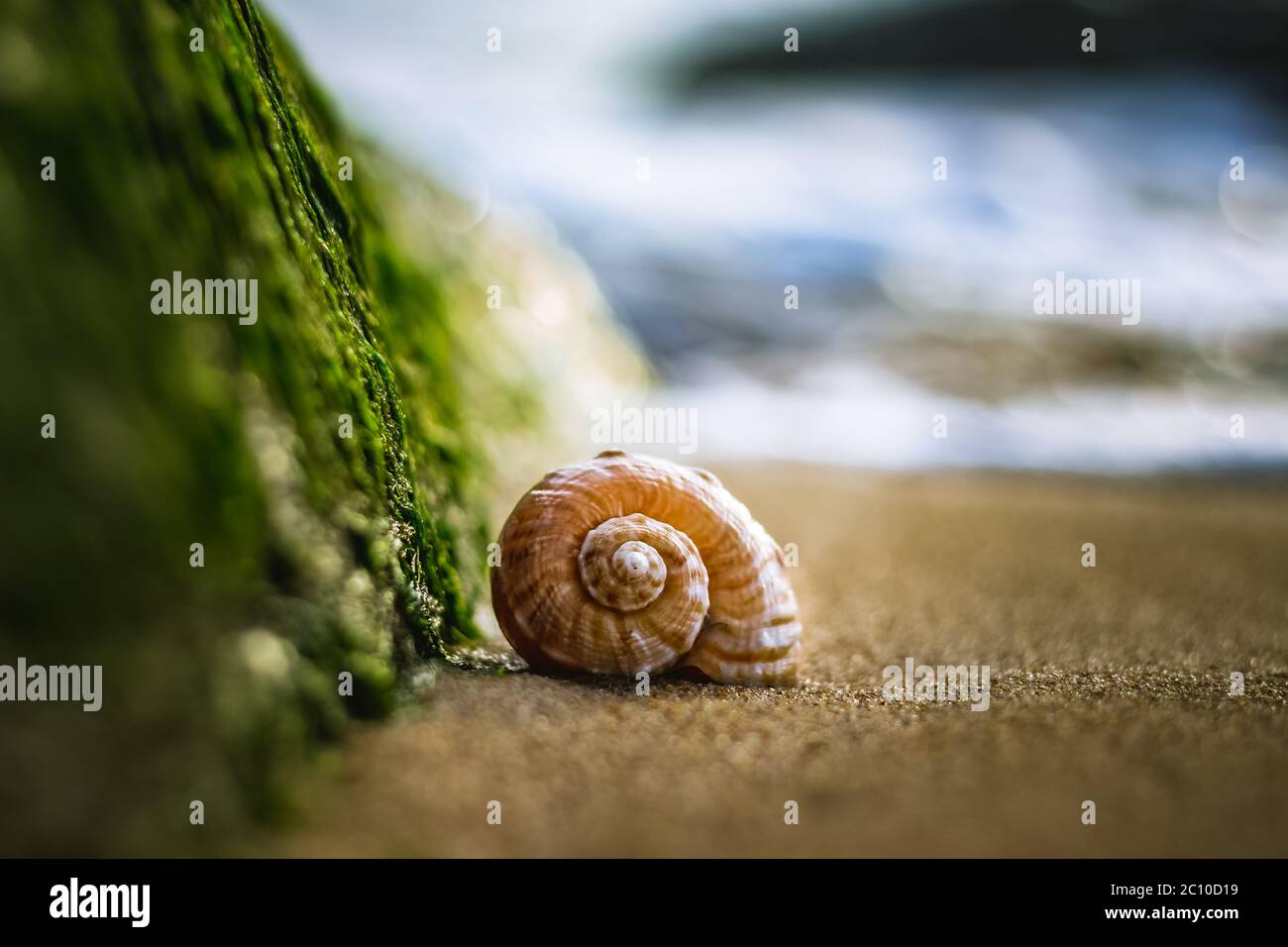 Big seashell on the sand on the beach with water sea grasses in the ...