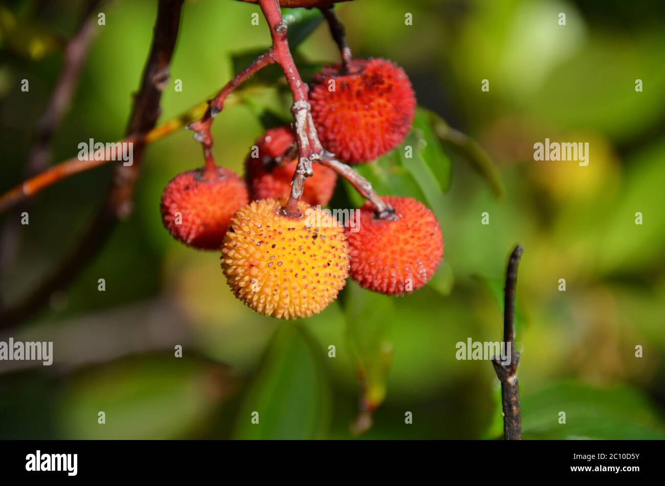 Fruit, strawberry tree, Algarve, Portugal Stock Photo - Alamy