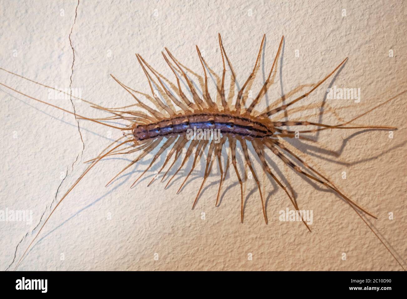 House centipede, Scutigera coleoptrata Stock Photo - Alamy