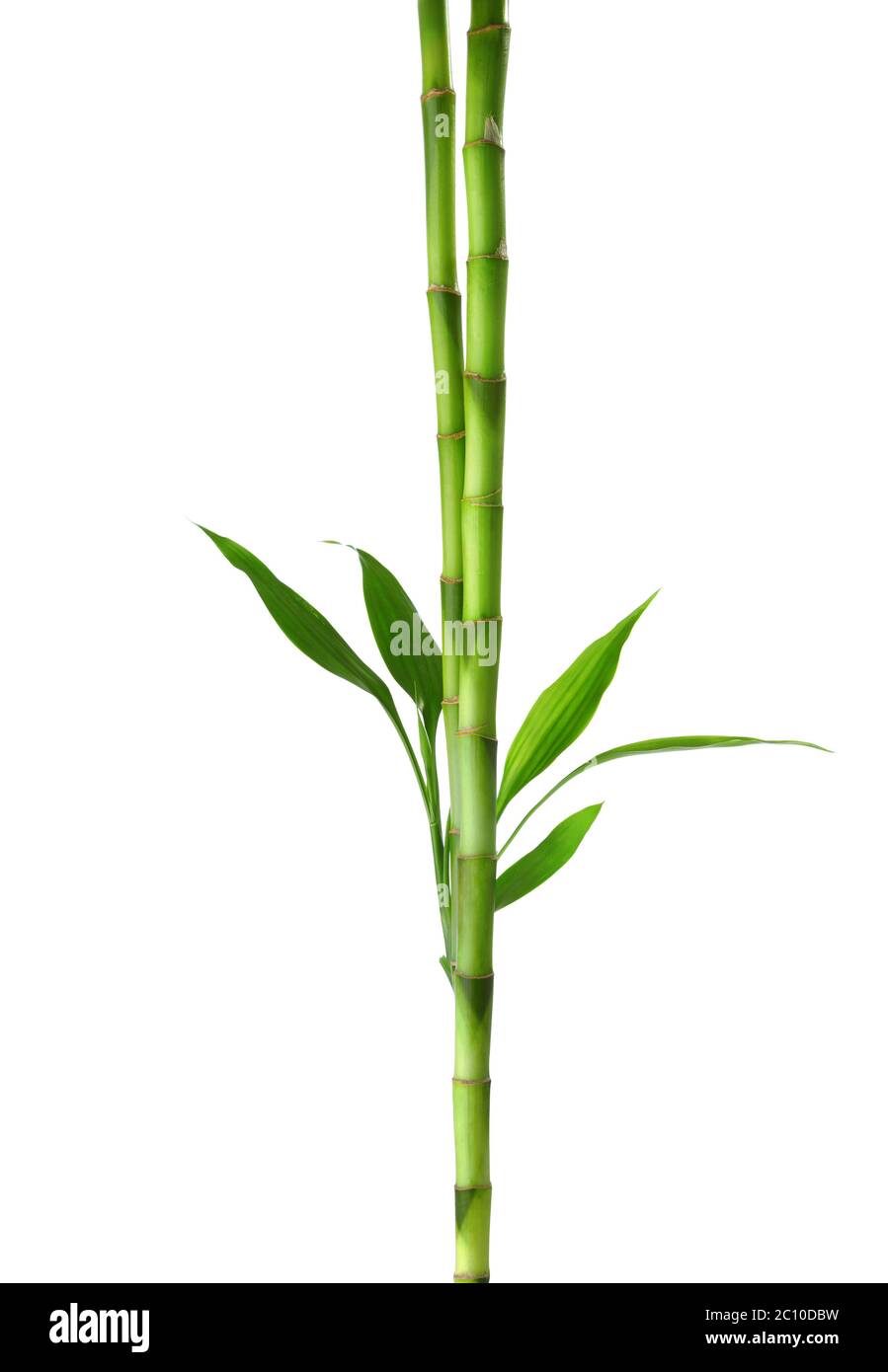 Two branches of Bamboo isolated on white background Stock Photo - Alamy
