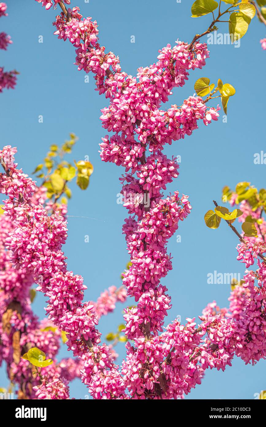 Pink flowers blossom of Eastern Redbud small decorative tree aka ...