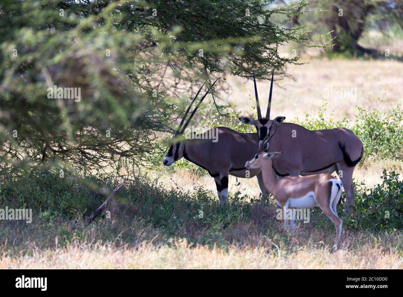 Family in kenya stands hi-res stock photography and images - Alamy
