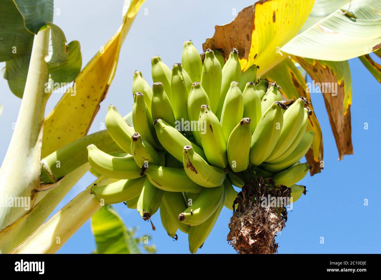 Bunch of ripe bananas food on banana tree Stock Photo - Alamy