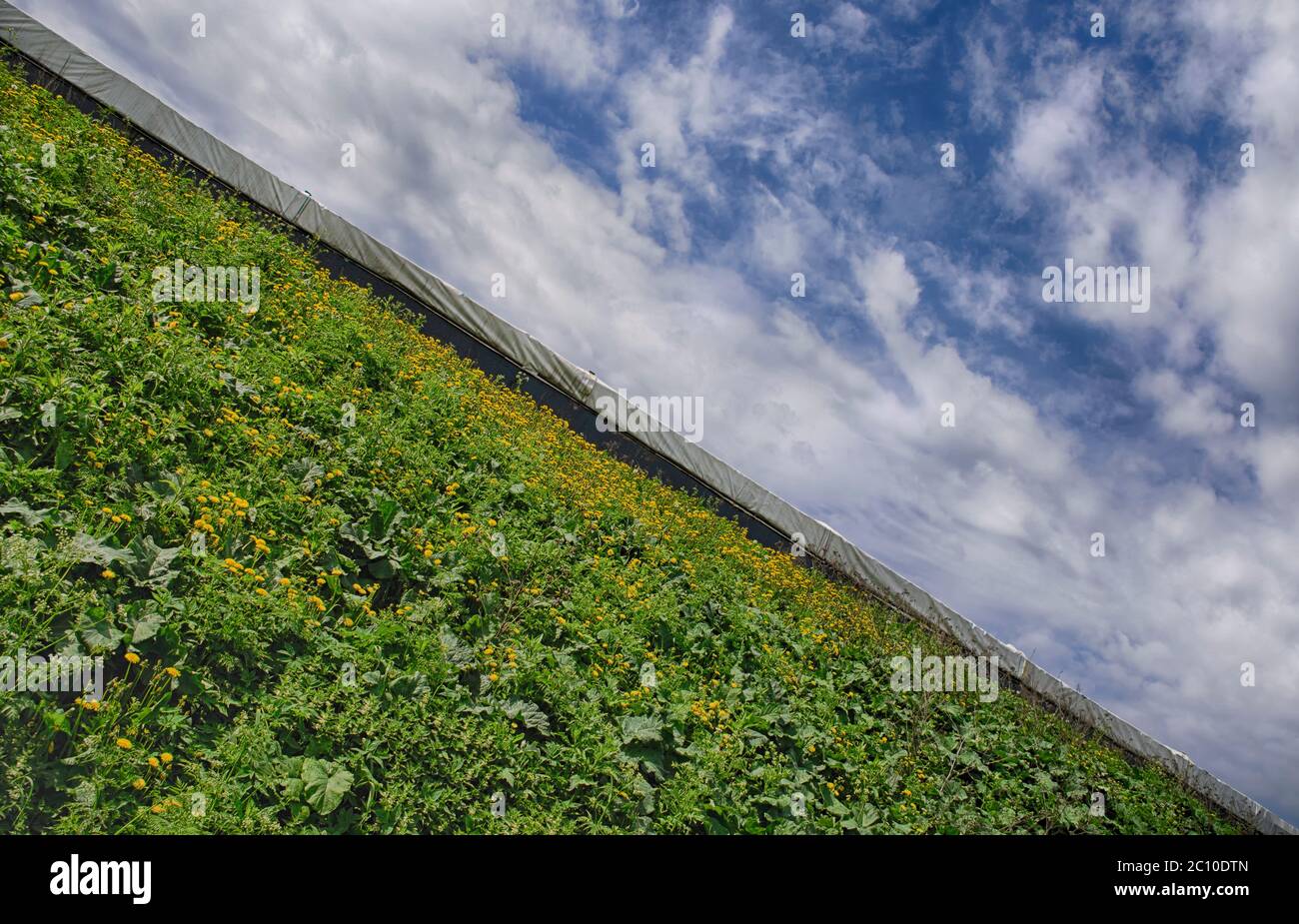 Unusual diagonal landscape with a field of yellow dandelions and a blue ...