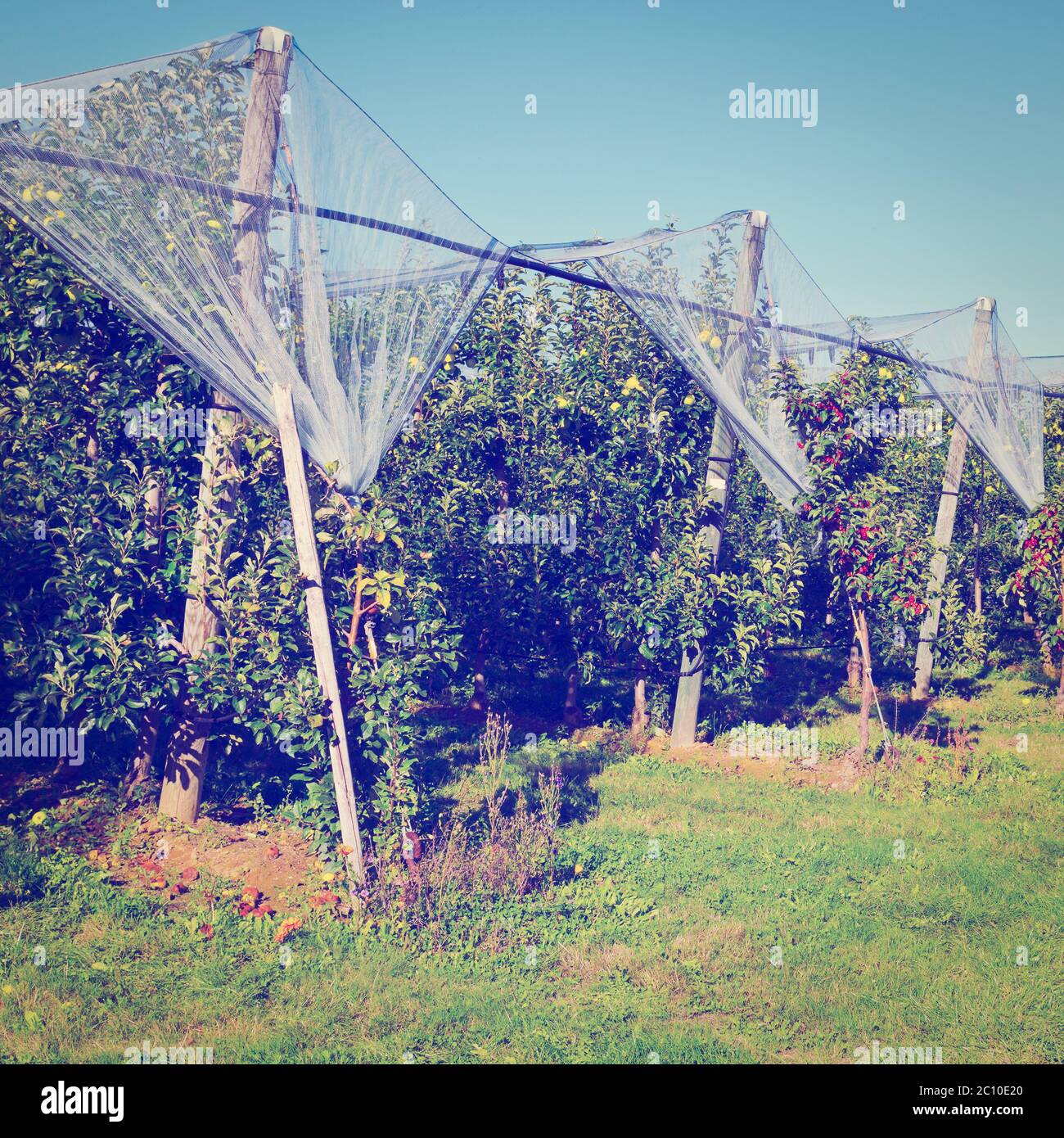 Apple organic trees hi-res stock photography and images - Alamy