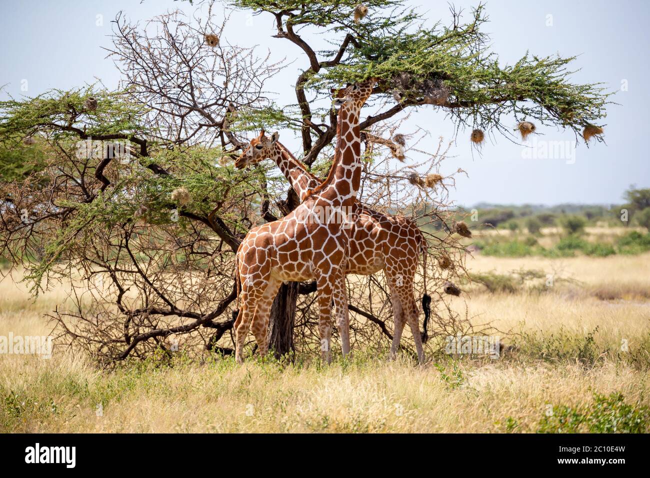 The Somalia giraffes eat the leaves of acacia trees Stock Photo - Alamy