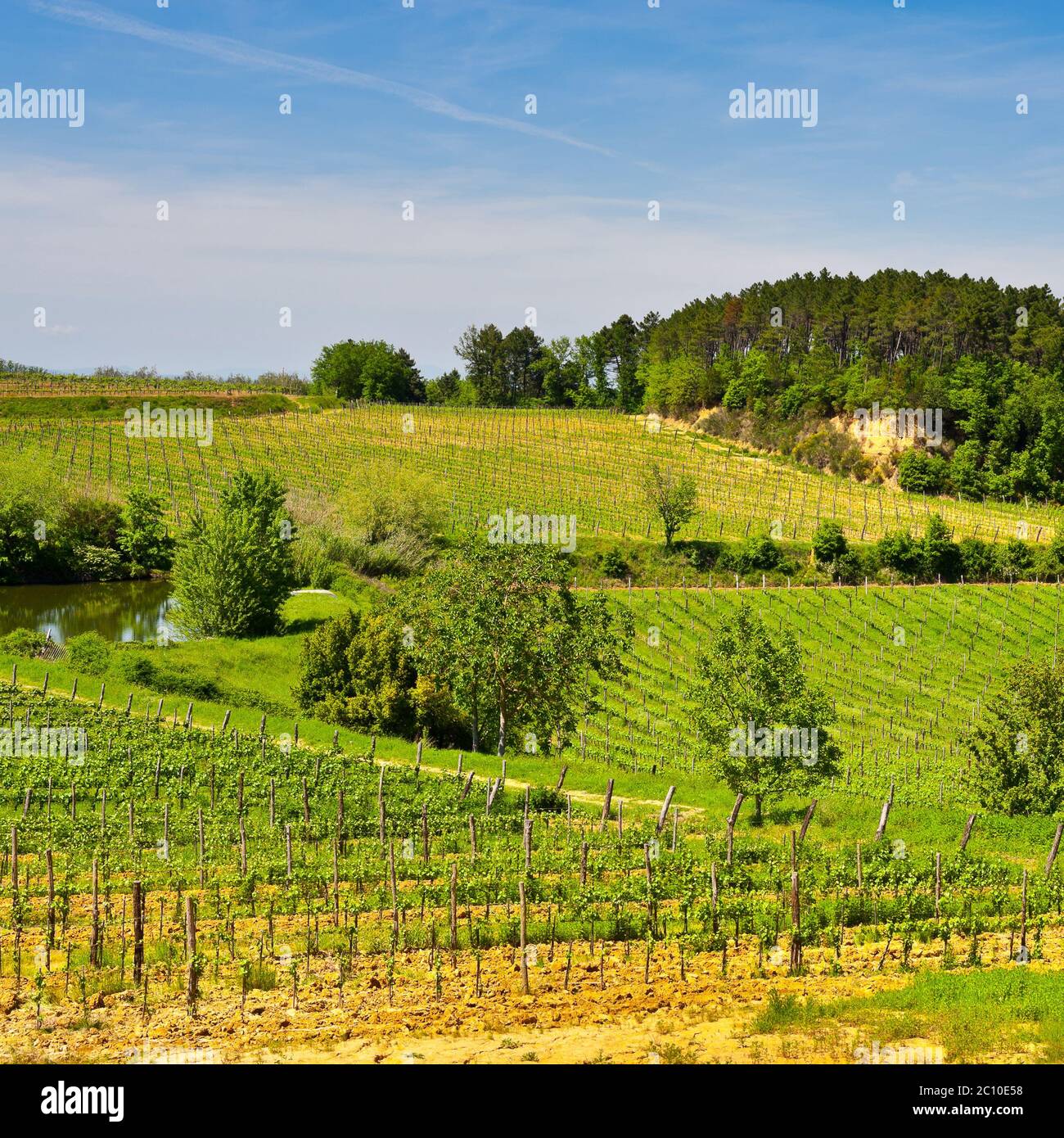Vineyard v hi-res stock photography and images - Alamy
