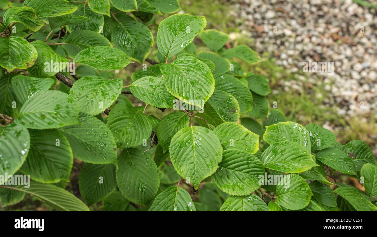 Viburnum plicatum shrub with fresh foliage - leaves of Viburnum ...