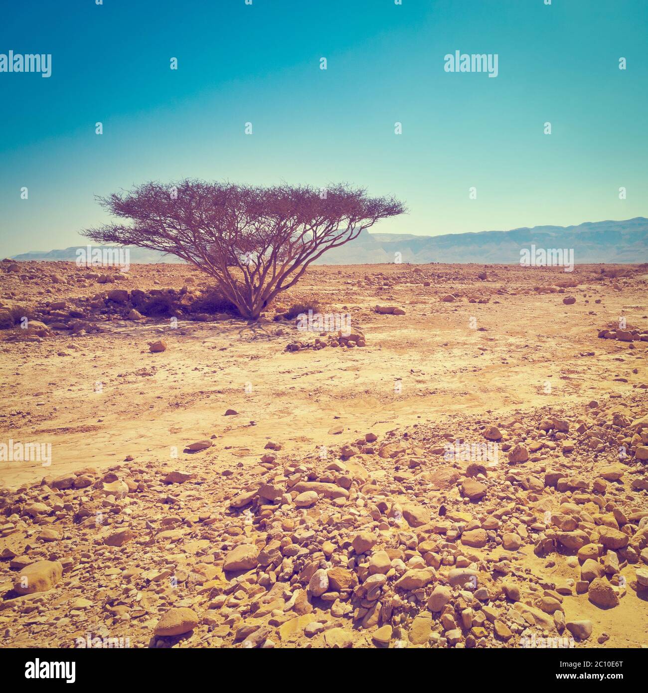Tree in Desert Stock Photo - Alamy