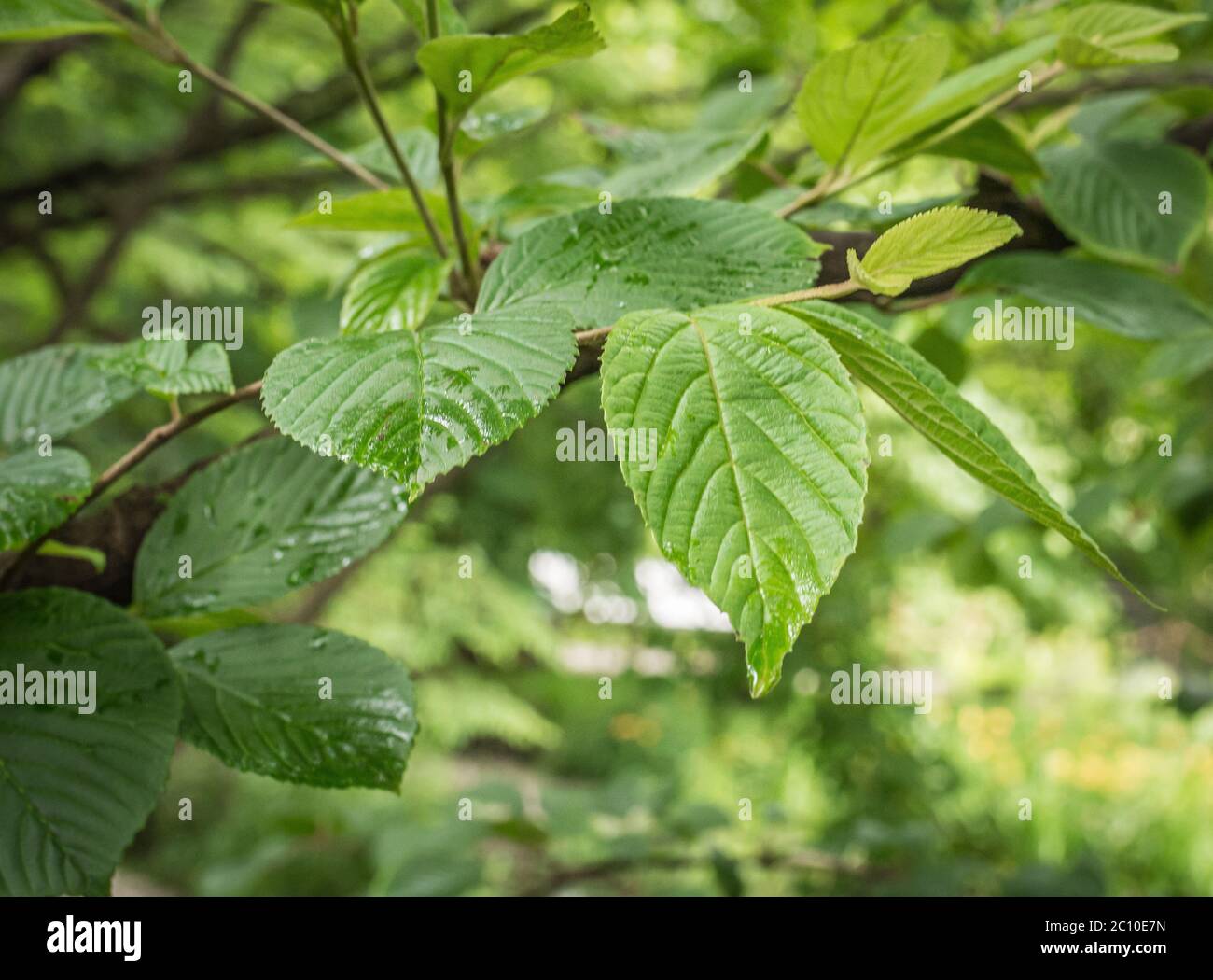 Viburnum plicatum shrub with fresh foliage - leaves of Viburnum ...