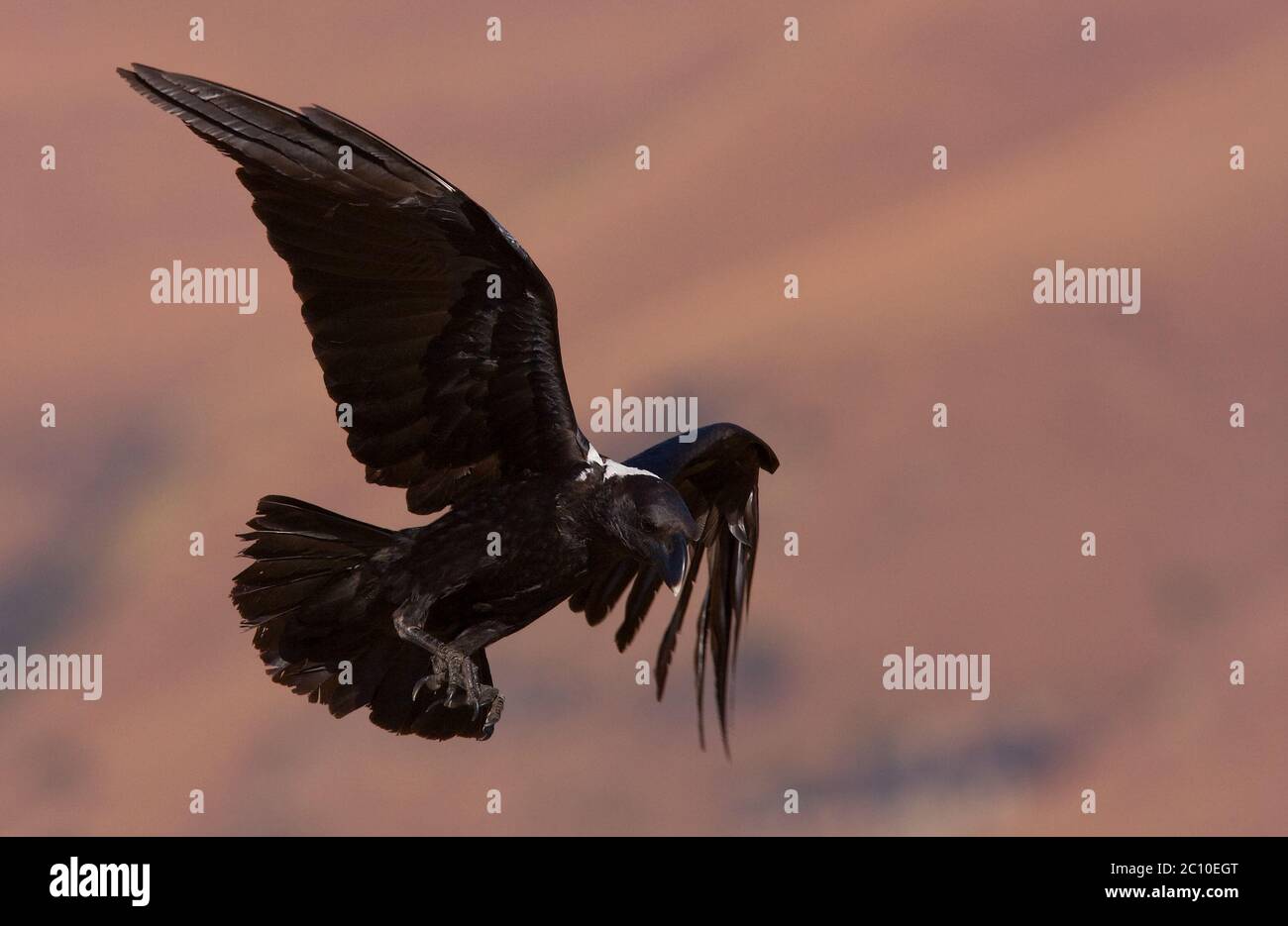 crow in flight Stock Photo - Alamy