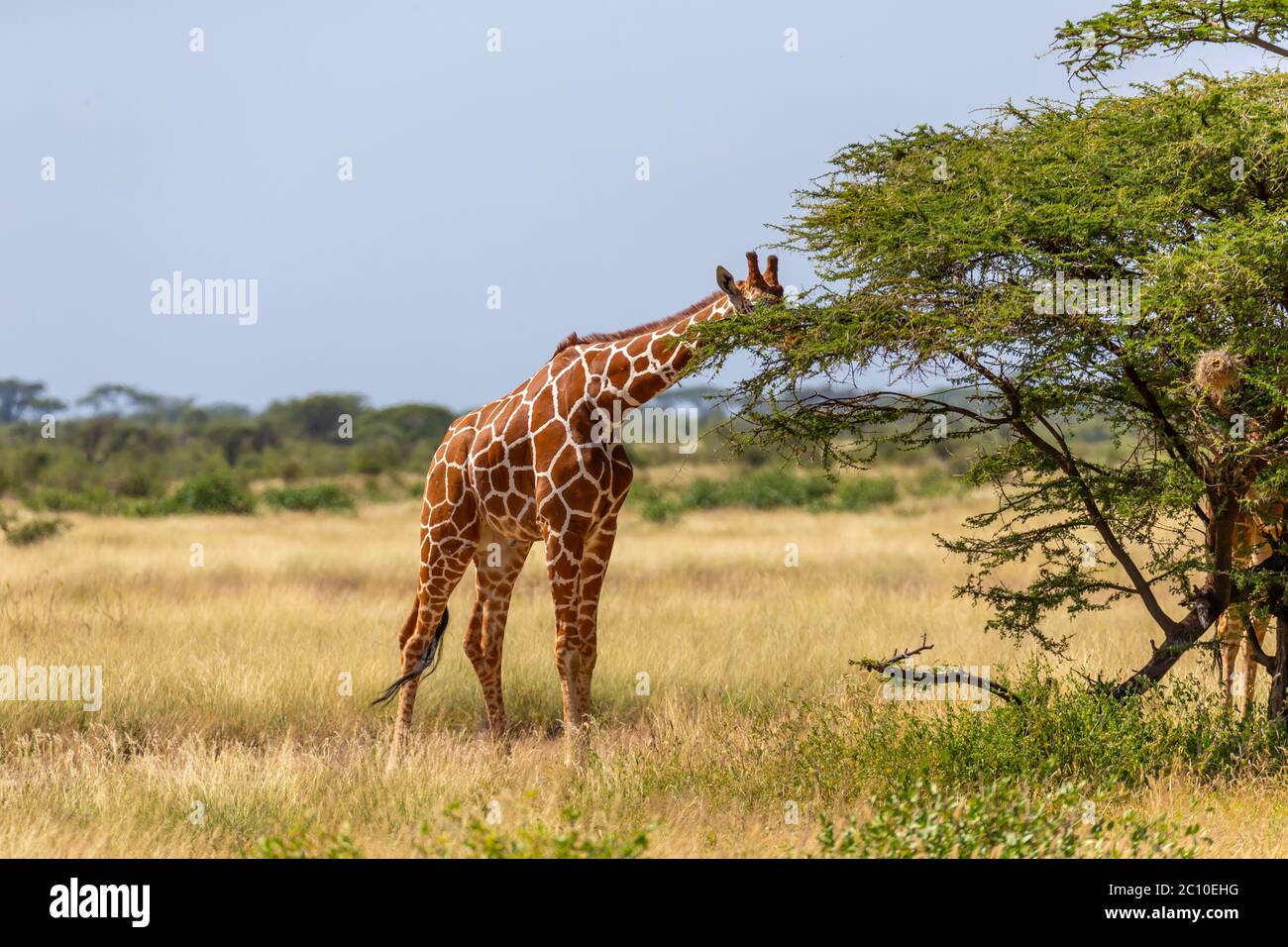 A Somalia giraffes eat the leaves of acacia trees Stock Photo - Alamy