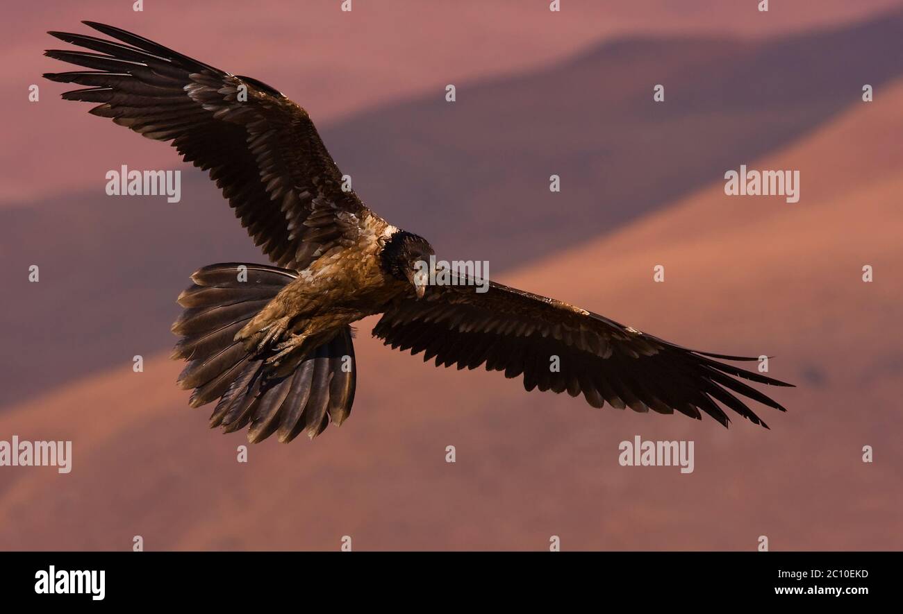 bearded vulture in flight Stock Photo - Alamy