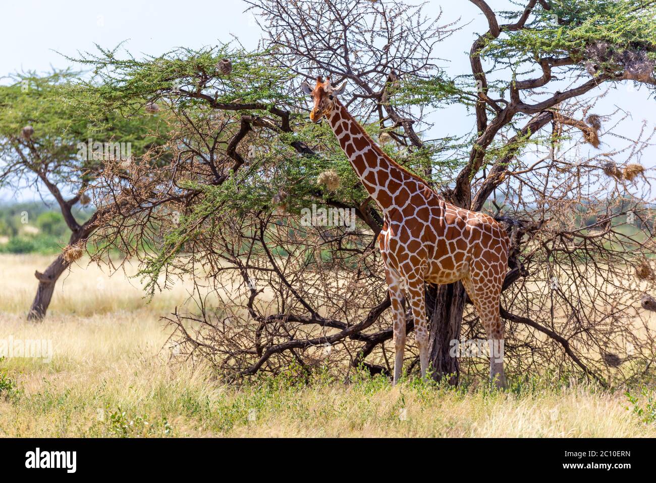A Somalia giraffes eat the leaves of acacia trees Stock Photo - Alamy