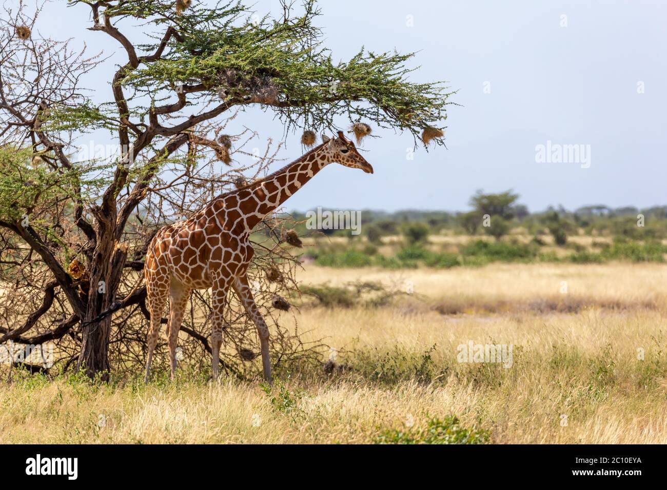 A Somalia giraffes eat the leaves of acacia trees Stock Photo - Alamy
