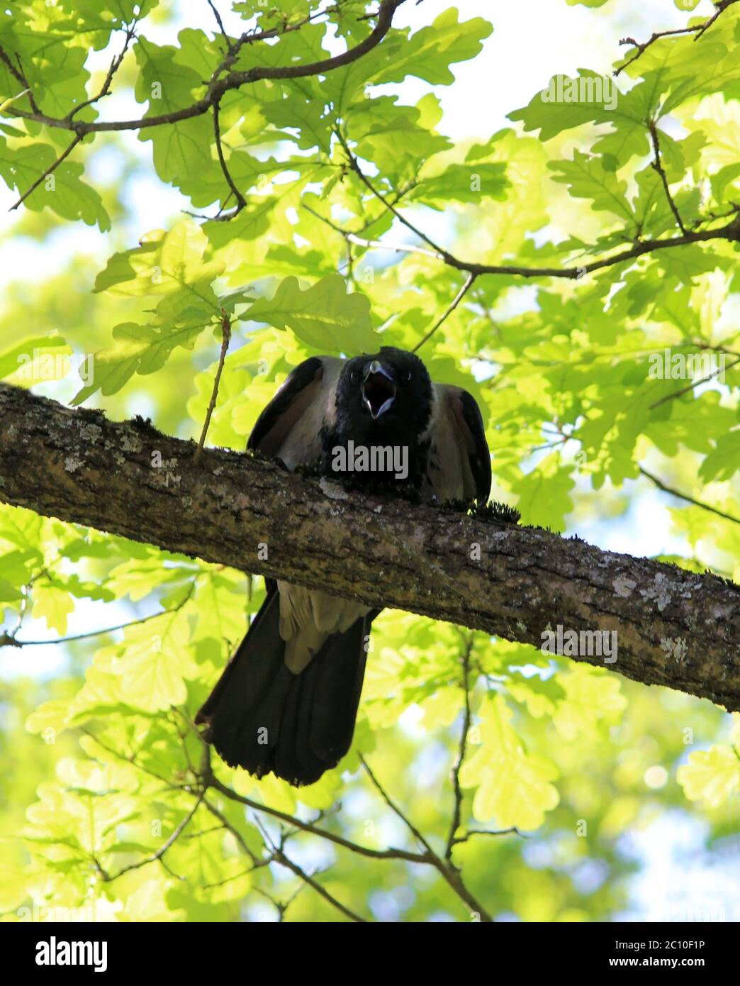Croaking crow hi-res stock photography and images - Alamy