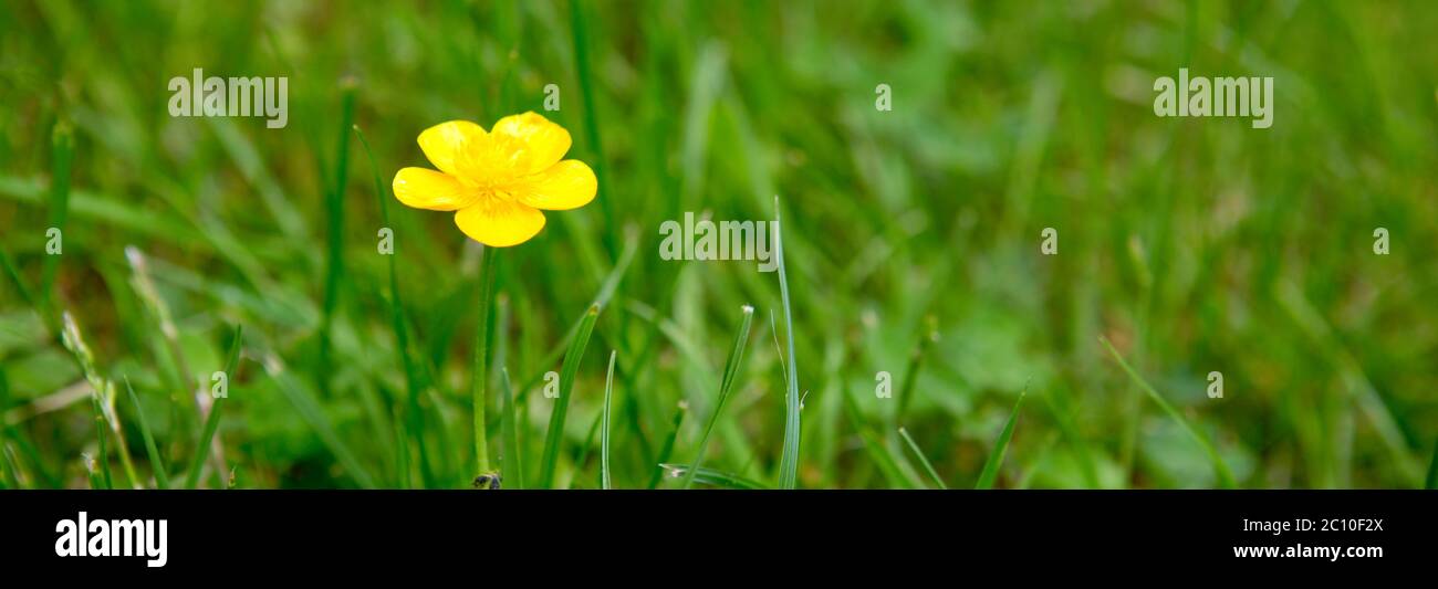 Most beautiful yellow flowers hi-res stock photography and images - Alamy