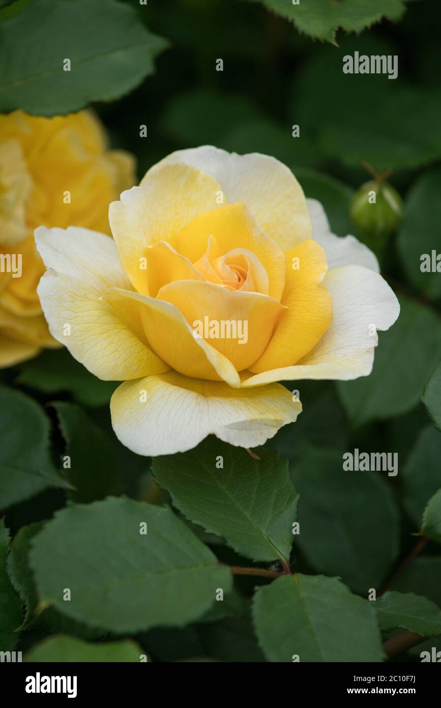 A freshly opened bloom of a yellow rose growing in a garden in ...
