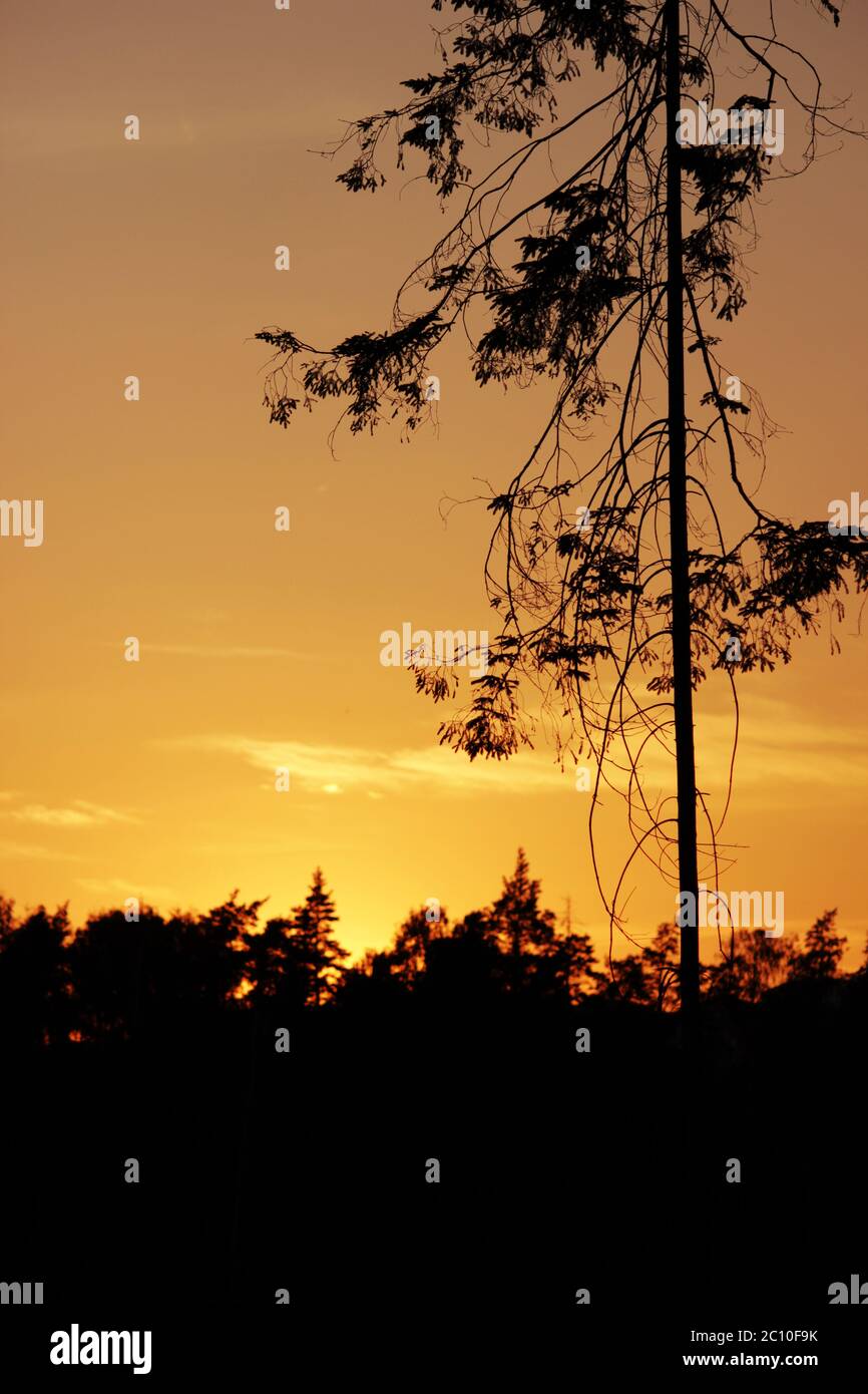 orange sunset in the forest Stock Photo - Alamy