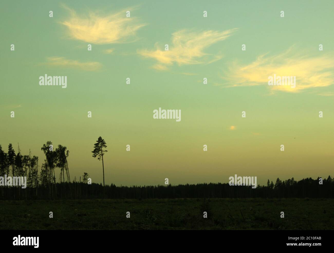 lone pine forest on the horizon Stock Photo - Alamy