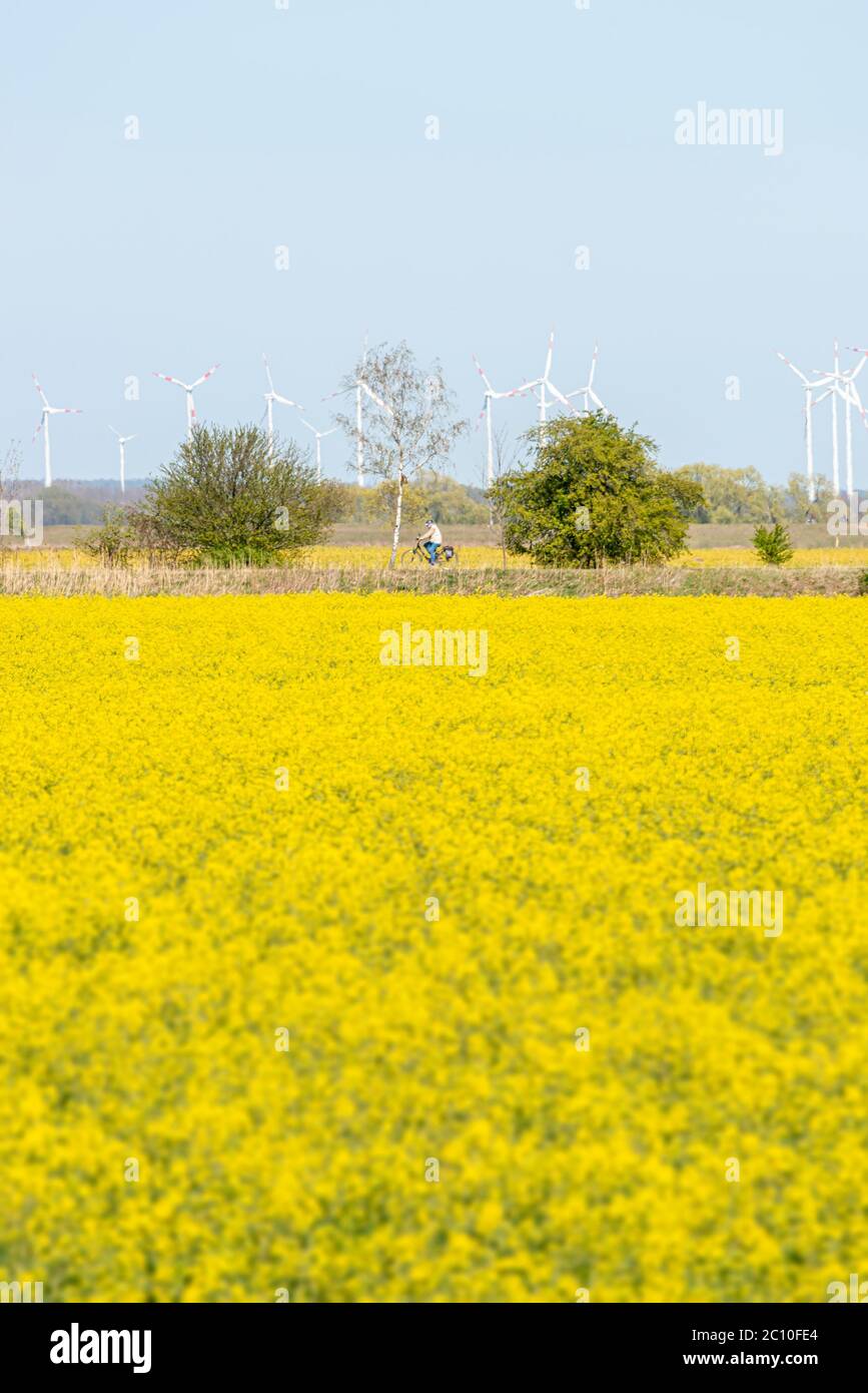 Beautiful farm landscape with rasp yellow blossom, wind turbines to ...