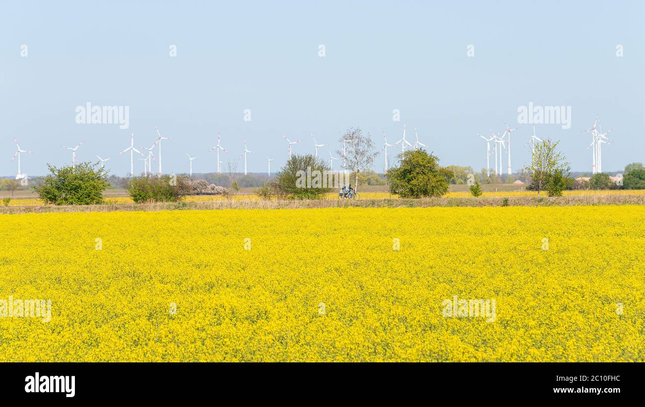Beautiful farm landscape with rasp yellow blossom, wind turbines to ...